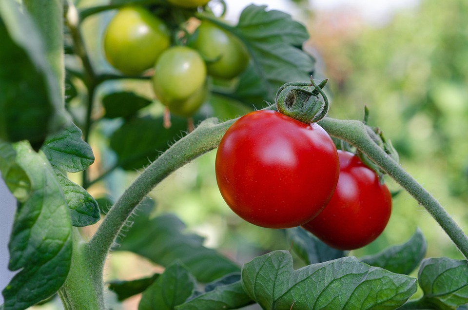 Tomatoes Vegetables Plant Red - Free photo on Pixabay - Pixabay
