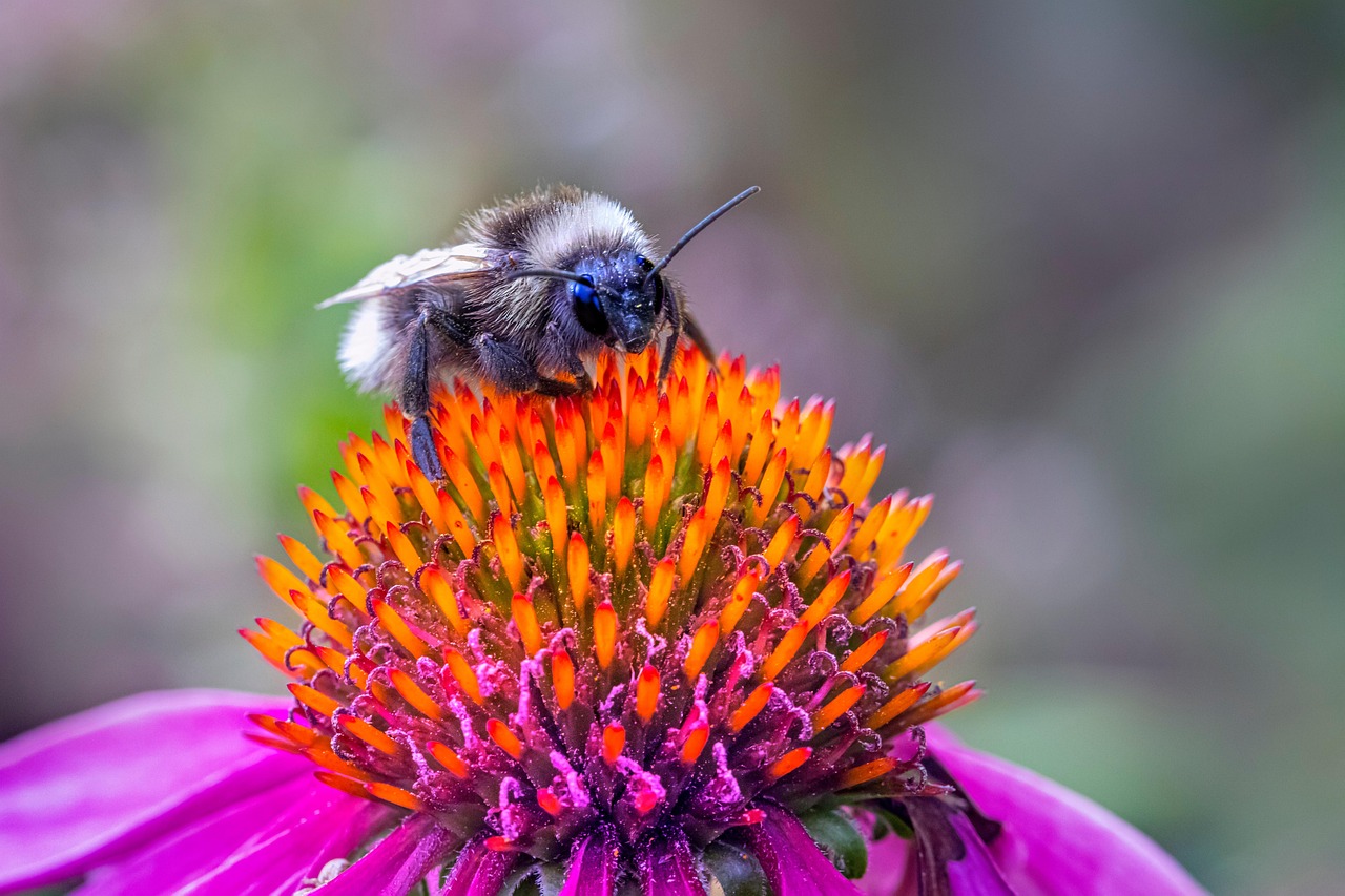3,000+ Free Bumblebee & Insect Images - Pixabay