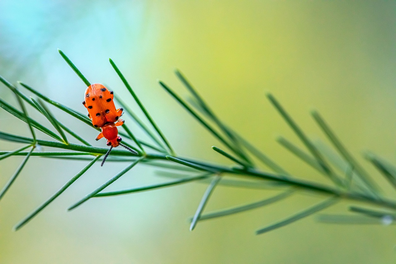 Spotted Asparagus Beetle Insect - Free photo on Pixabay - Pixabay