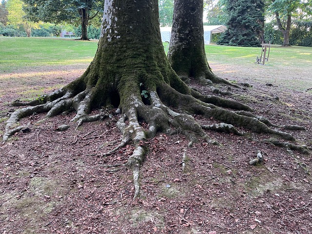 Tree Roots Out Of The Ground - Free photo on Pixabay - Pixabay