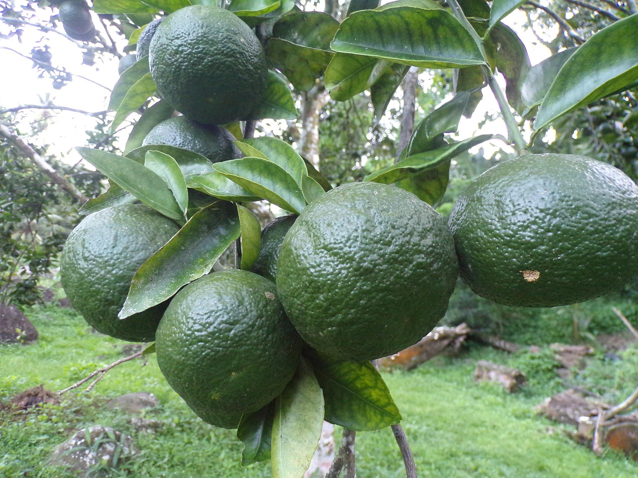 Orangen Mandarinen Obst - Kostenloses Foto auf Pixabay - Pixabay