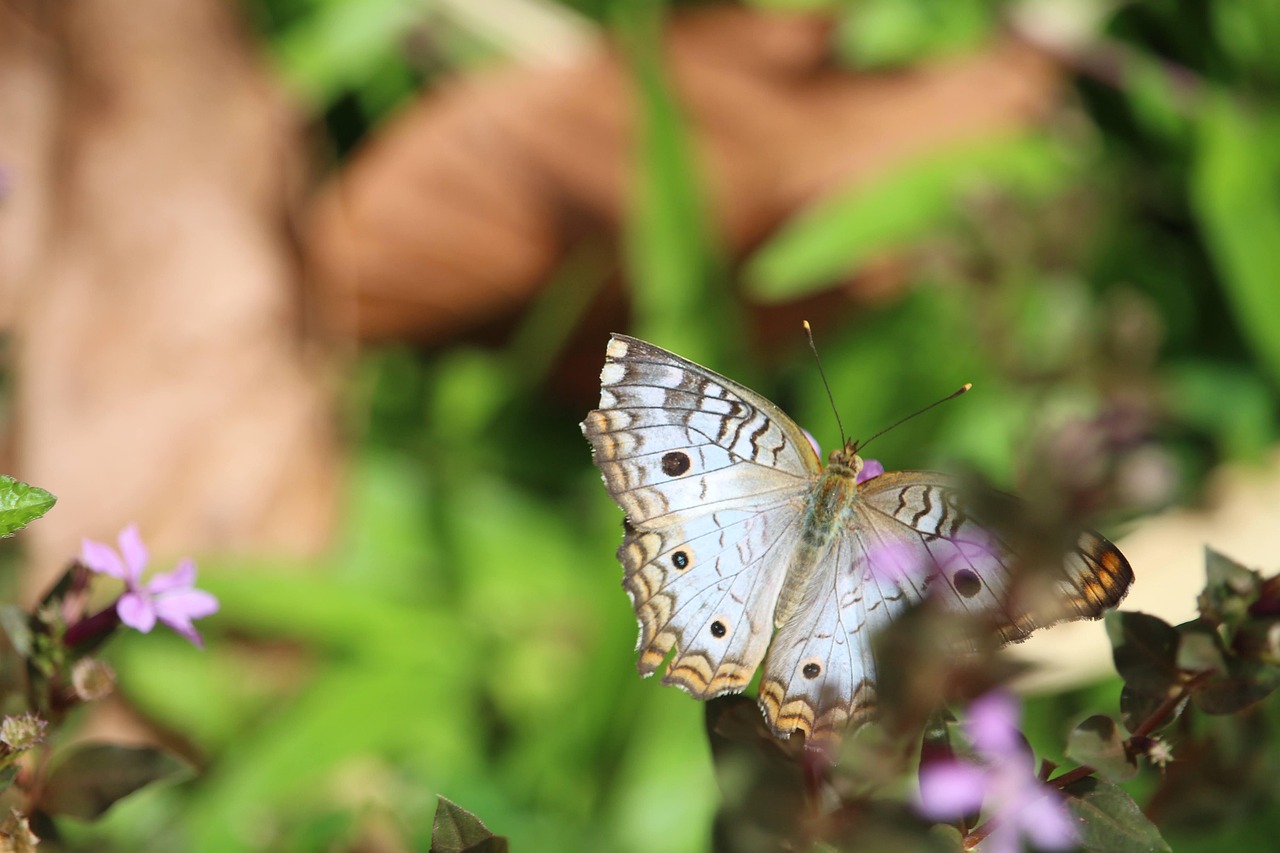 Papillon Nature Buterflies - Photo gratuite sur Pixabay - Pixabay
