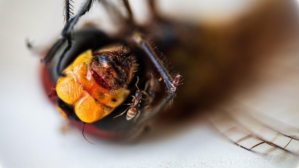 Insecte Voler Entomologie - Photo gratuite sur Pixabay - Pixabay