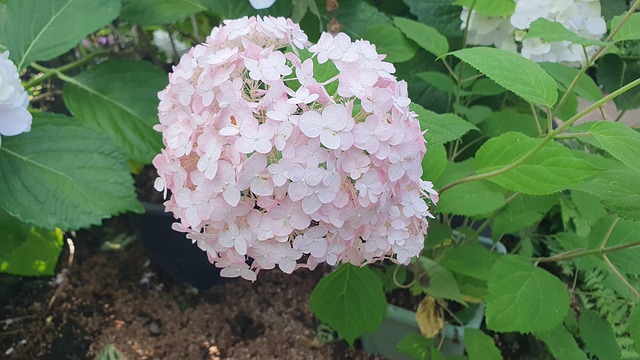 Flower Petal Hydrangea - Free photo on Pixabay - Pixabay