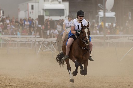 10+ Free Concour & Horse Race Images - Pixabay