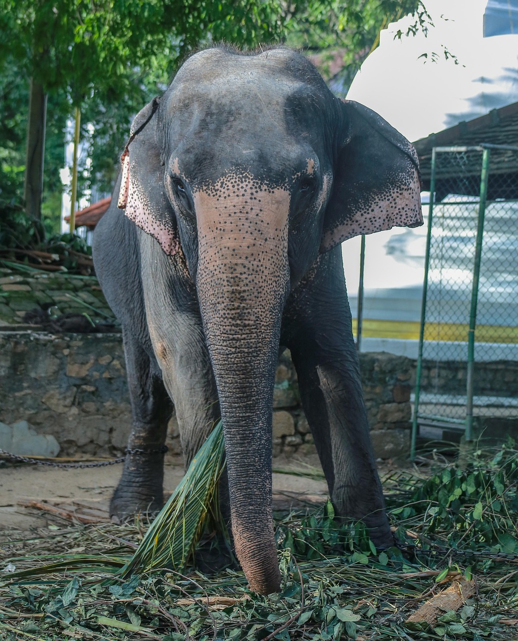 50+ Free Kandy & Sri Lanka Images - Pixabay