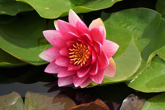 Nymphaeaceae Lily Water Pink - Free photo on Pixabay - Pixabay