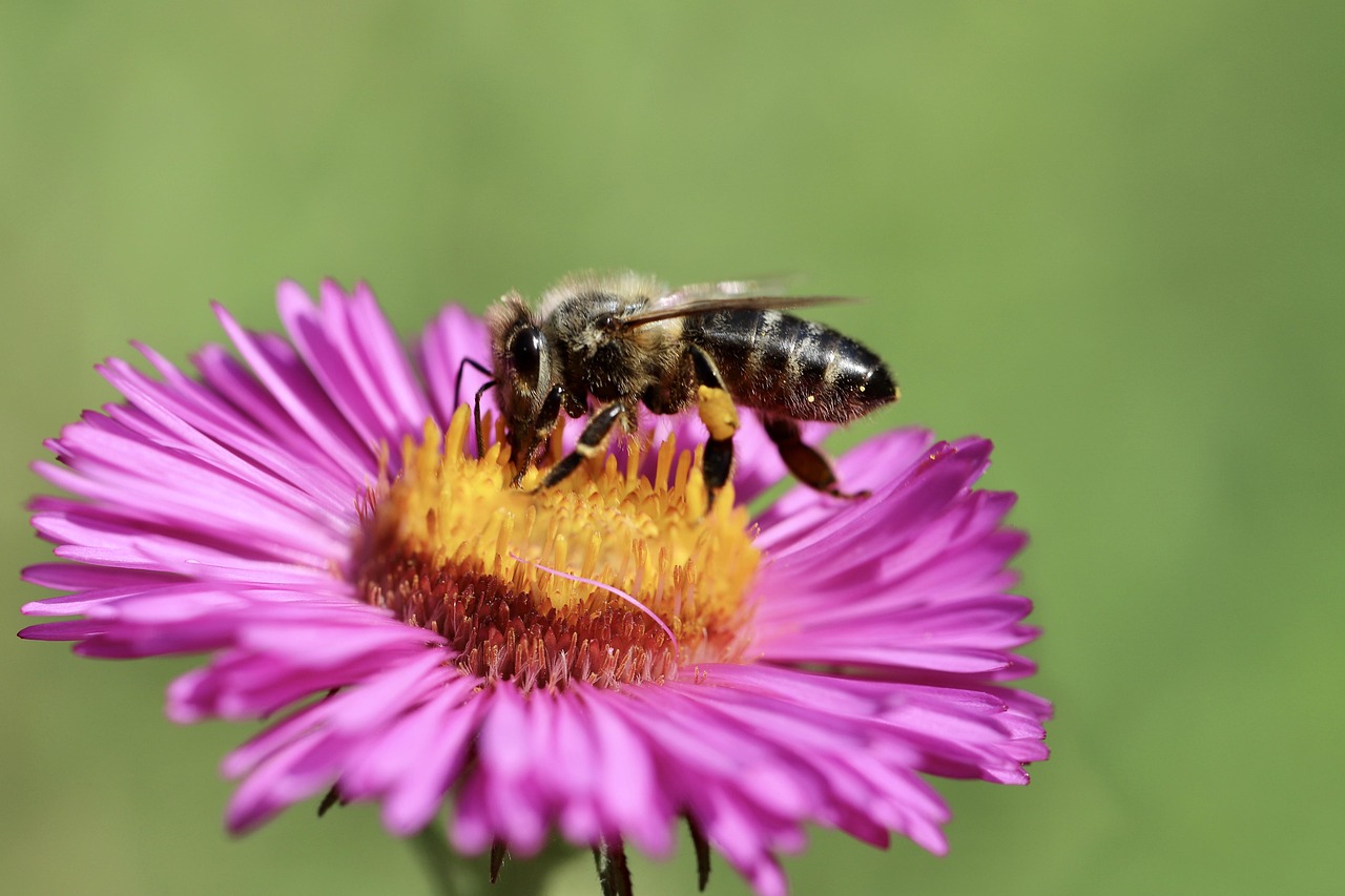 Aster Bee Honey Free Photo On Pixabay Pixabay
