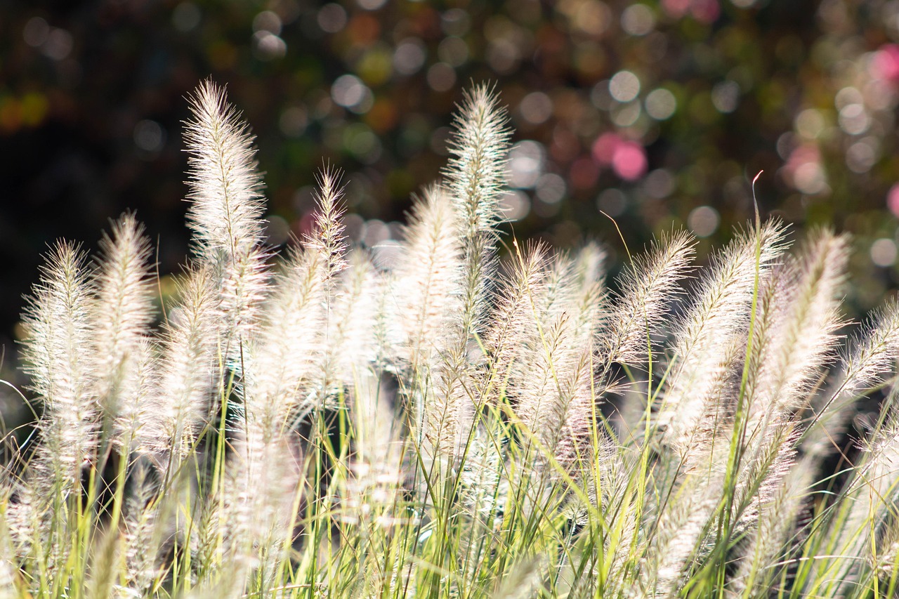 Gras Natur Landschaft - Kostenloses Foto auf Pixabay