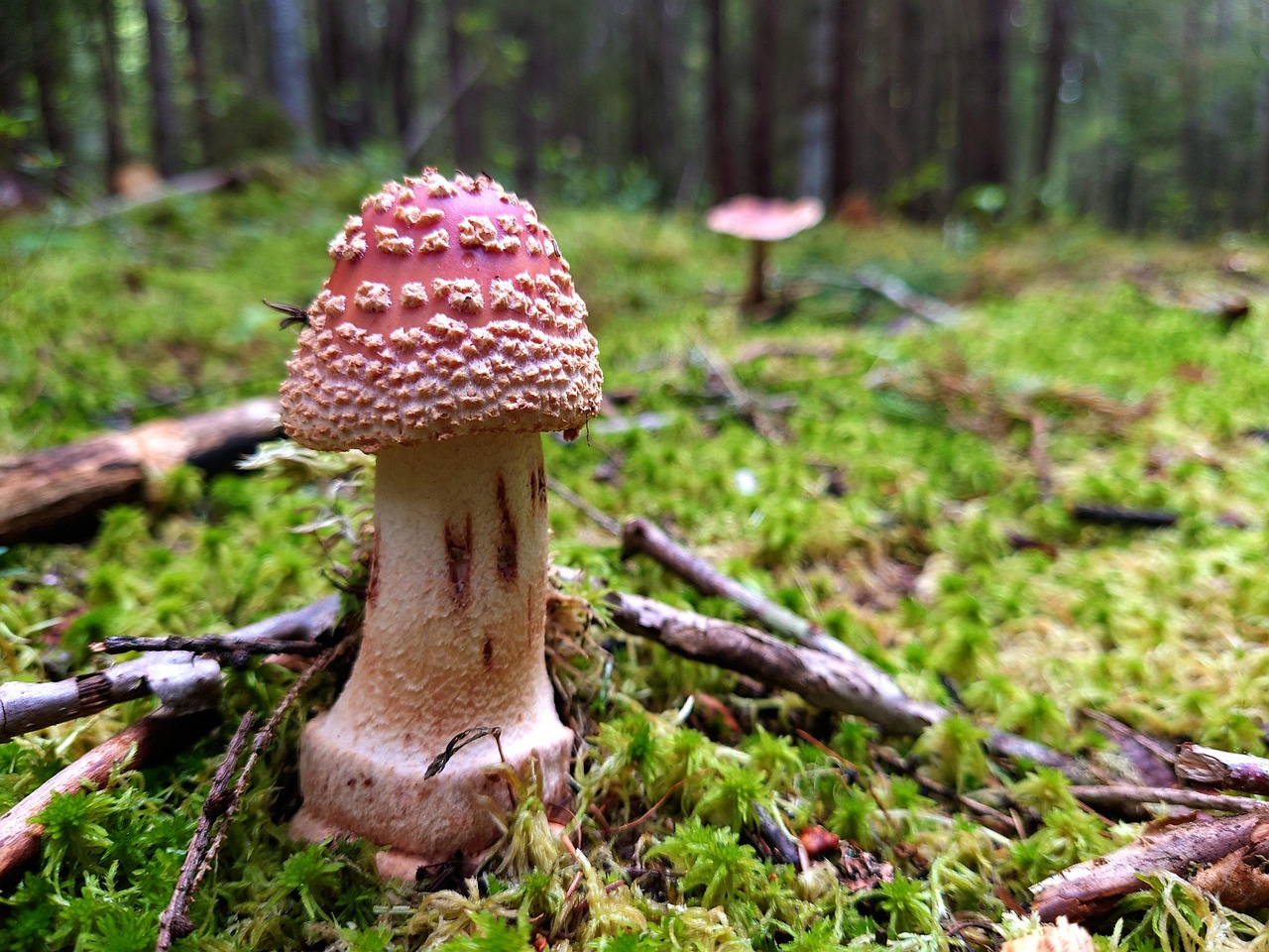 Champignon Piste Forêt - Photo gratuite sur Pixabay - Pixabay