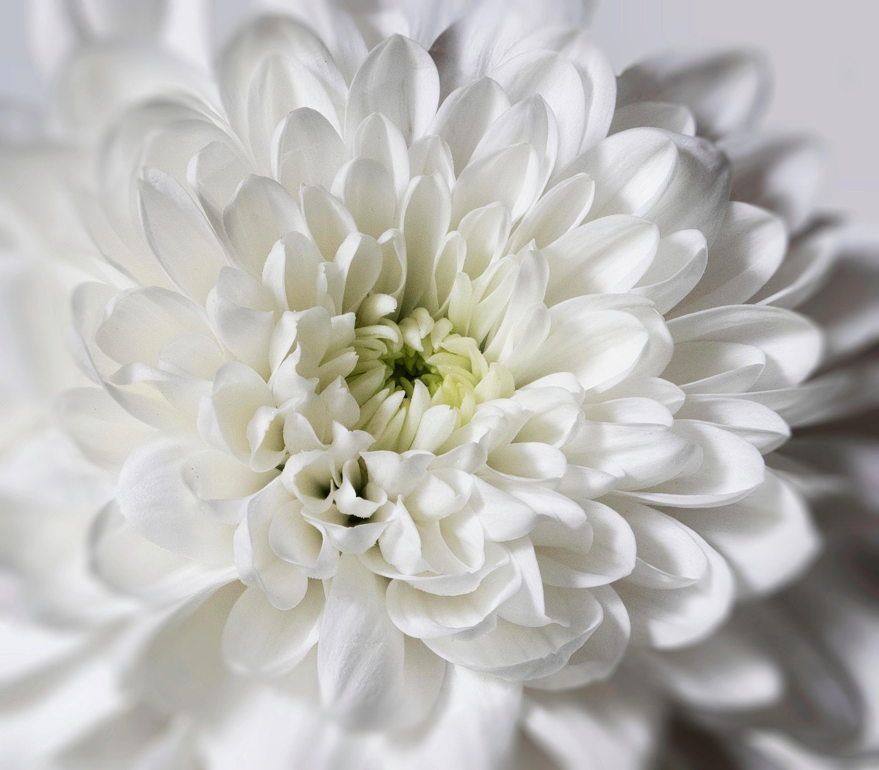 Chrysanthemum White Flower - Free photo on Pixabay