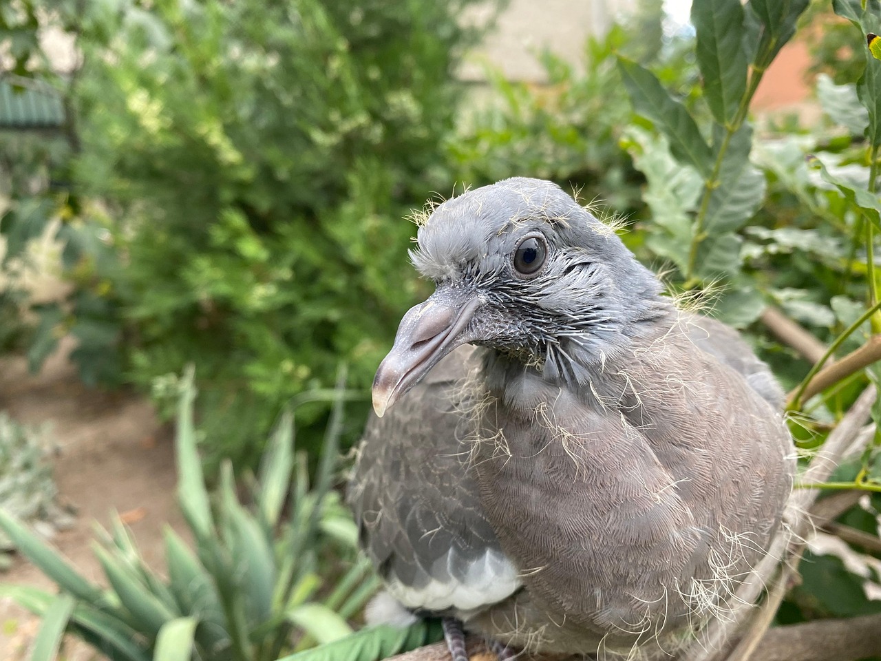 Pigeon Bird Animal - Free photo on Pixabay - Pixabay