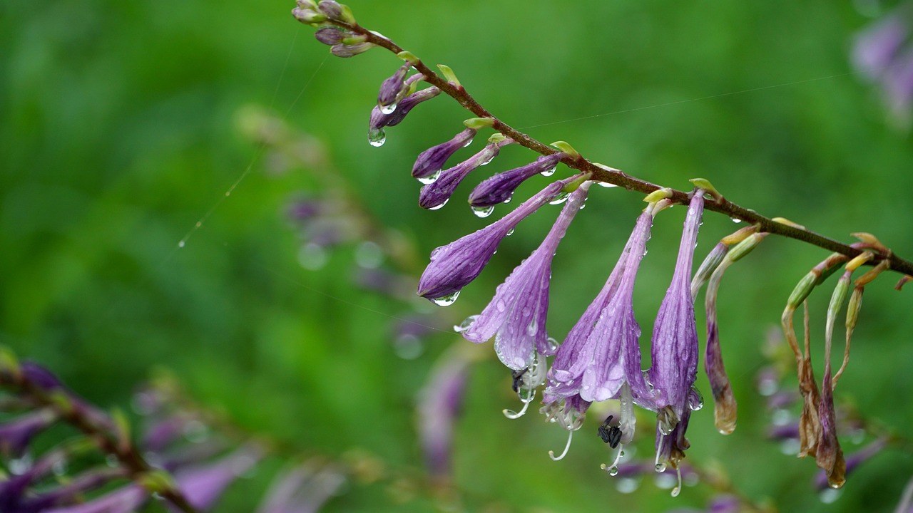 Flowers Purple Dewdrops - Free photo on Pixabay