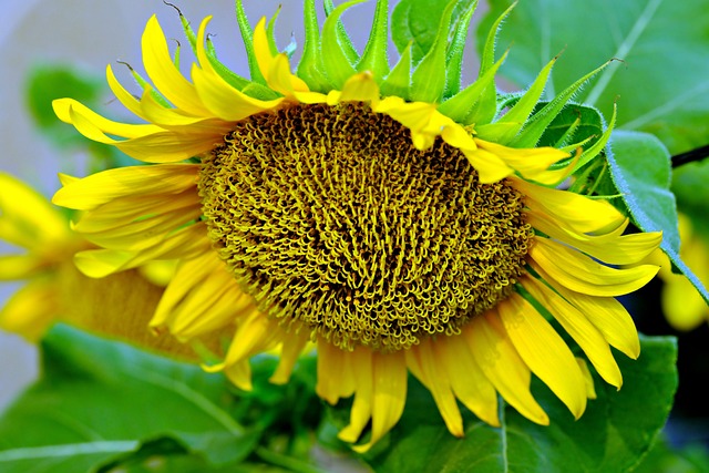 Sunflower Flora Flower - Free photo on Pixabay