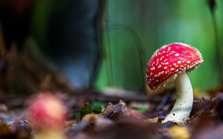 2,000+ Free Fungi & Mushrooms Images - Pixabay