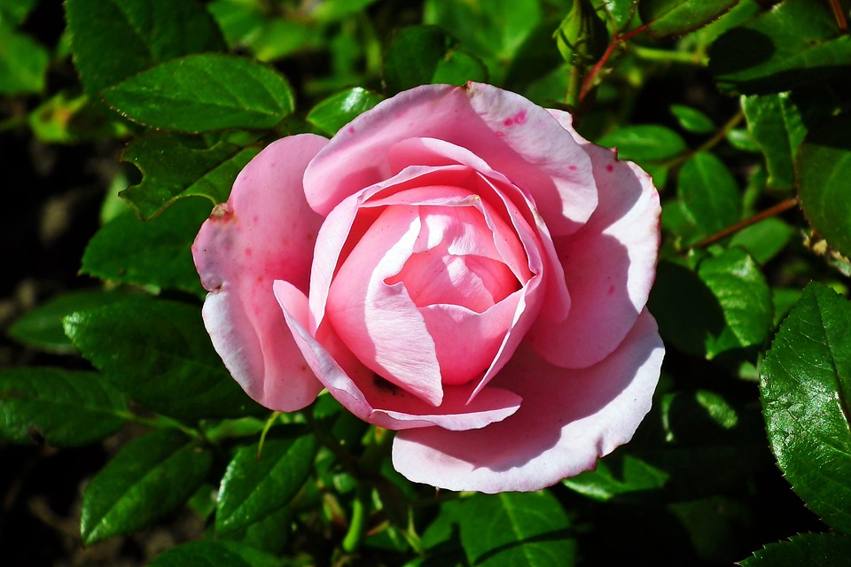 Róża Kwiat Różowa - Darmowe zdjęcie na Pixabay