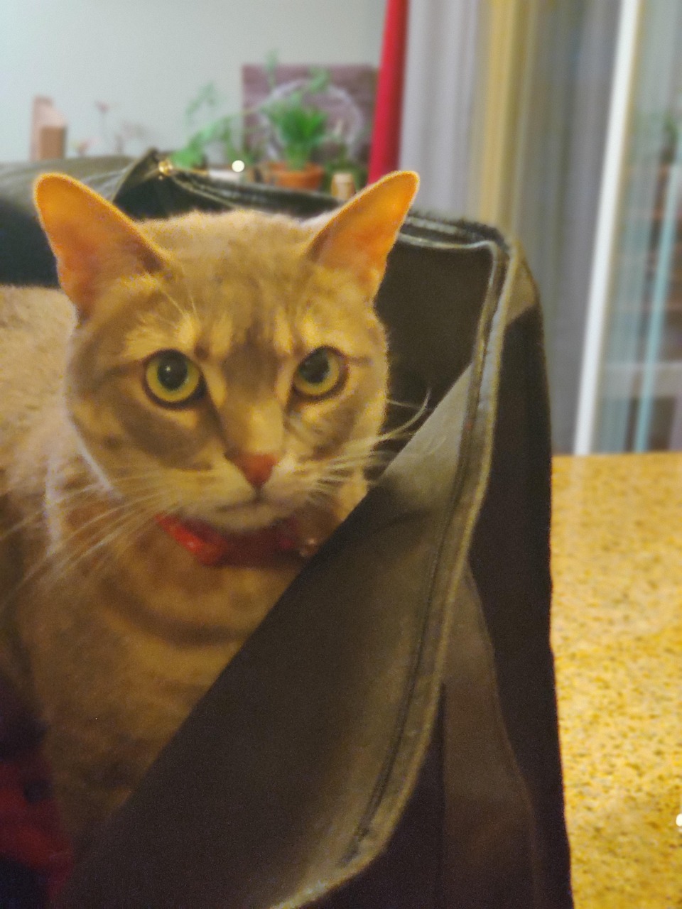 Cat Bag Cute - Free photo on Pixabay