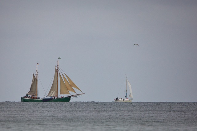 Sail Boat Ocean Bird - Free photo on Pixabay