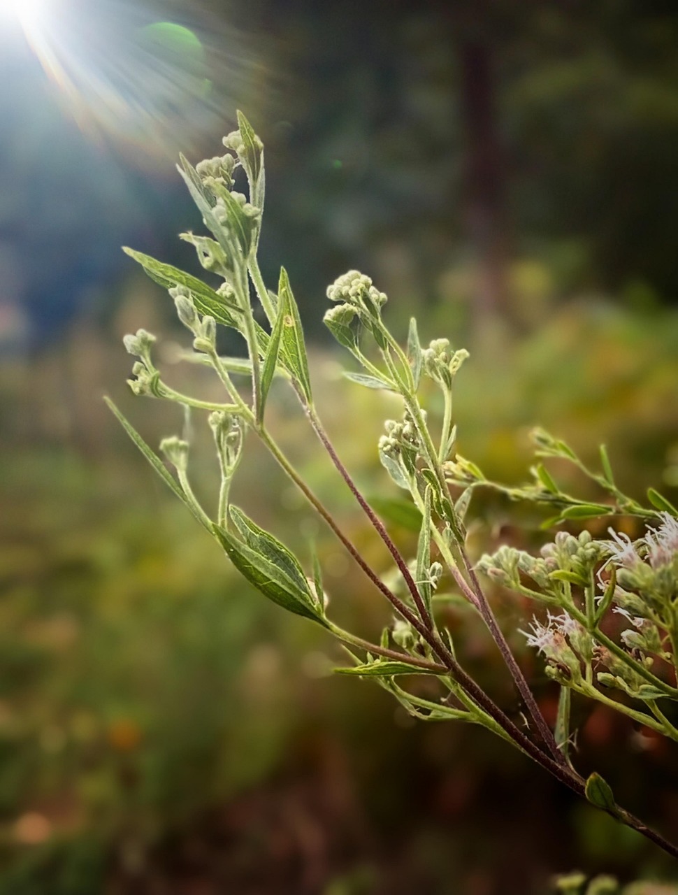 Plant Nature Outdoor - Free photo on Pixabay - Pixabay
