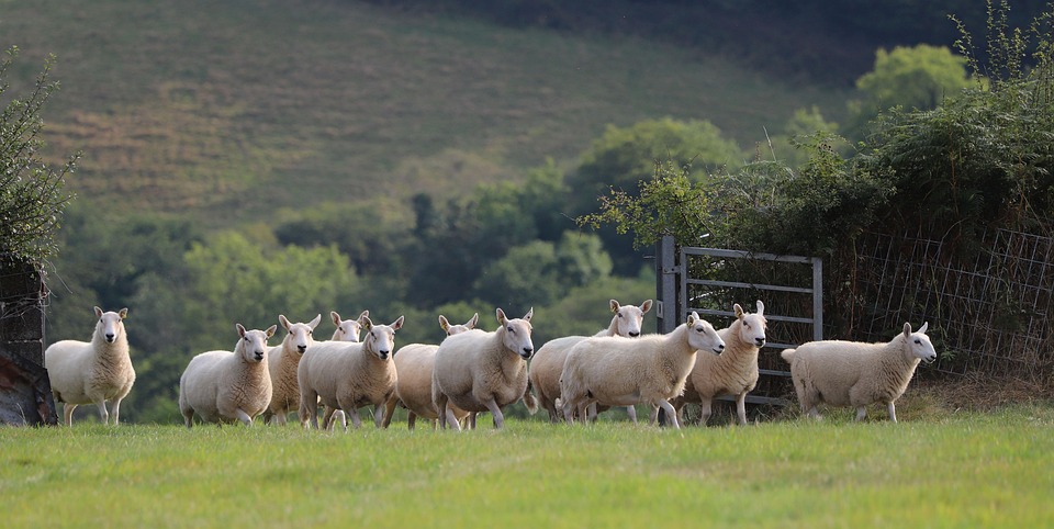 Sheep Ovine Animals - Free photo on Pixabay