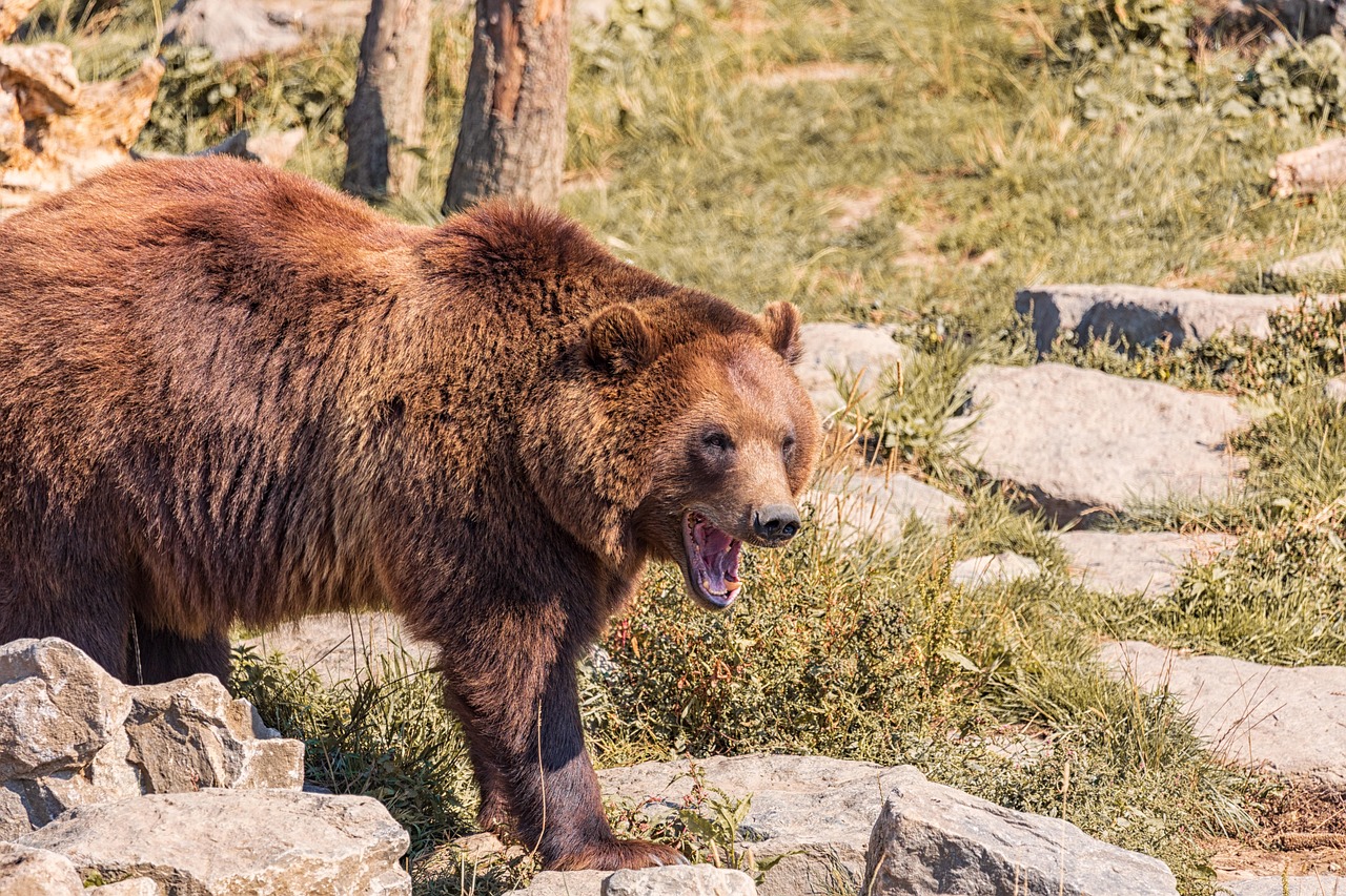 Brown Bear Animal - Free photo on Pixabay - Pixabay