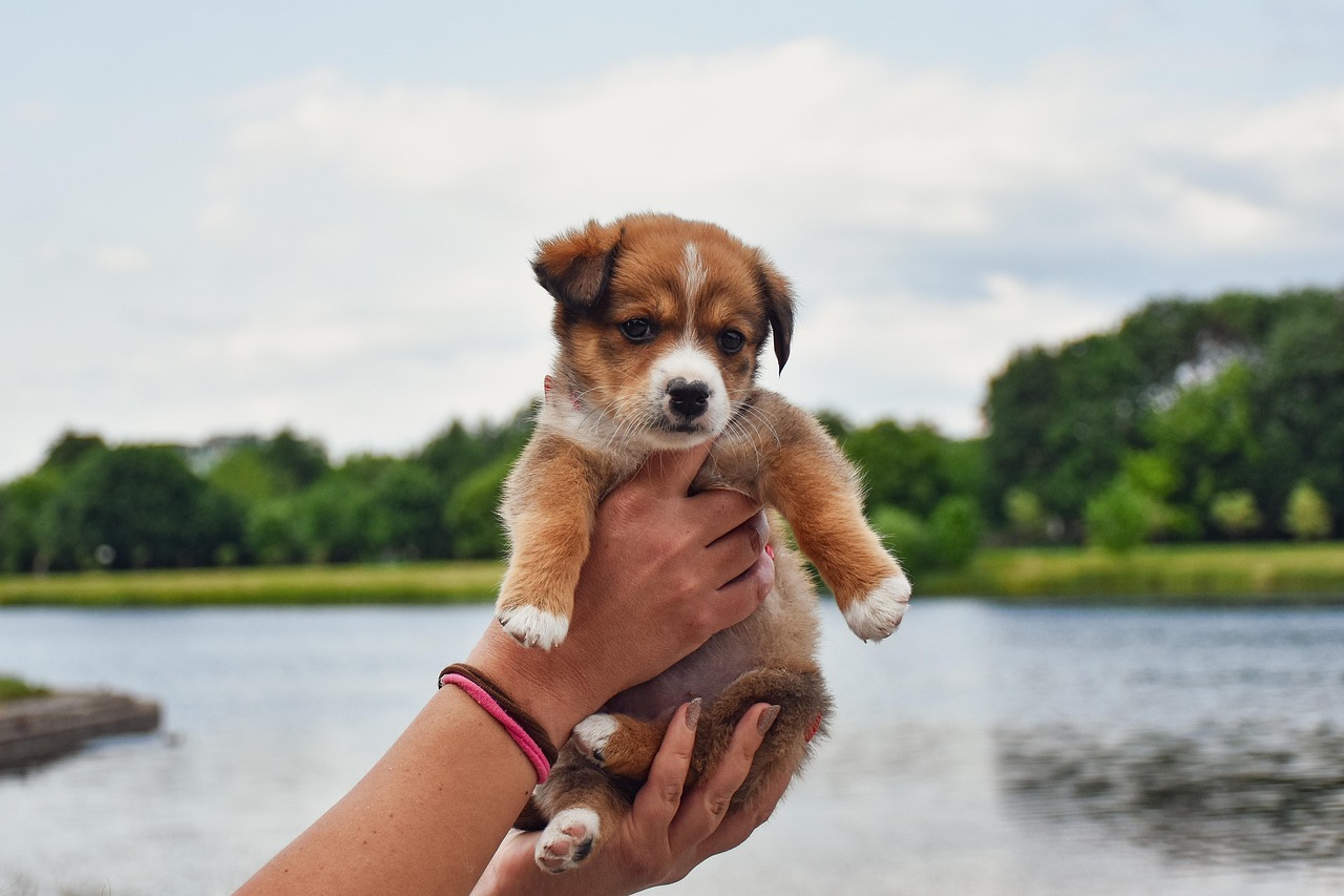 Puppy Lake Pet - Free photo on Pixabay - Pixabay