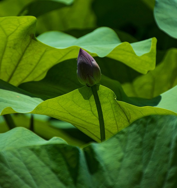 Flower Bud Lotus Water Lily Pink - Free photo on Pixabay - Pixabay