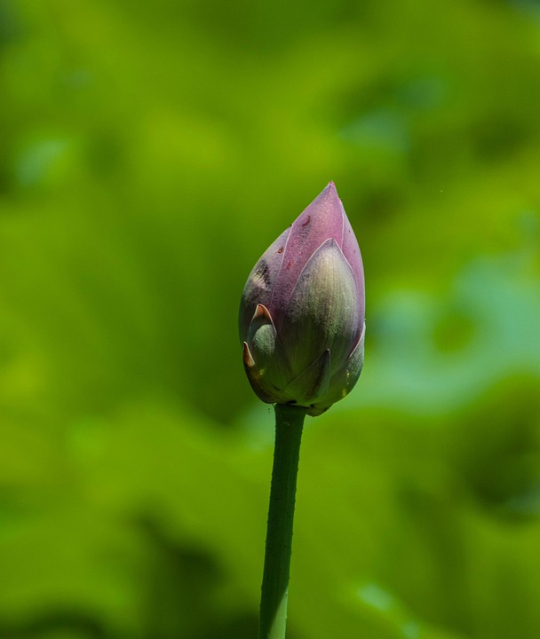 Flower Bud Lotus Water Lily Pink - Free photo on Pixabay - Pixabay