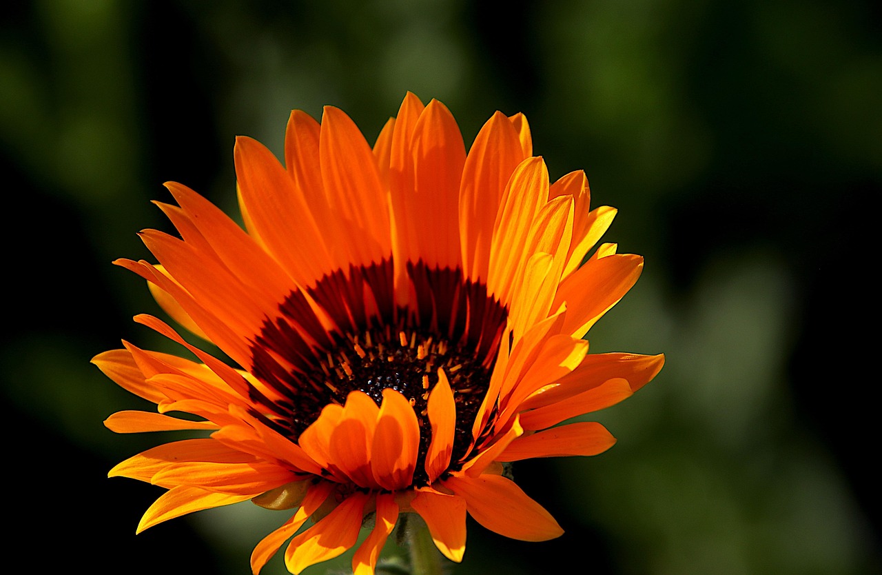 Bunga Tanaman Warna Oranye Hati - Foto gratis di Pixabay - Pixabay Bunga Tanaman Warna Oranye Hati - Foto gratis di Pixabay - Pixabay