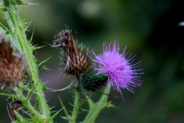 Chardon Les Plantes Fleurs Couleur - Photo gratuite sur Pixabay - Pixabay