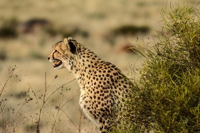 30,000+ Free African Wildlife Cheetah & Cheetah Images - Pixabay
