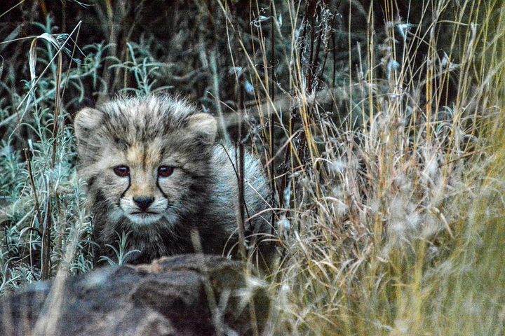 200+ kostenlose Tierbabys & Tier Fotos - Pixabay