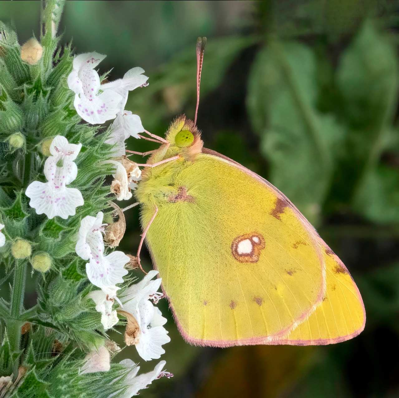 Clouded Yellow Butterfly White - Free photo on Pixabay