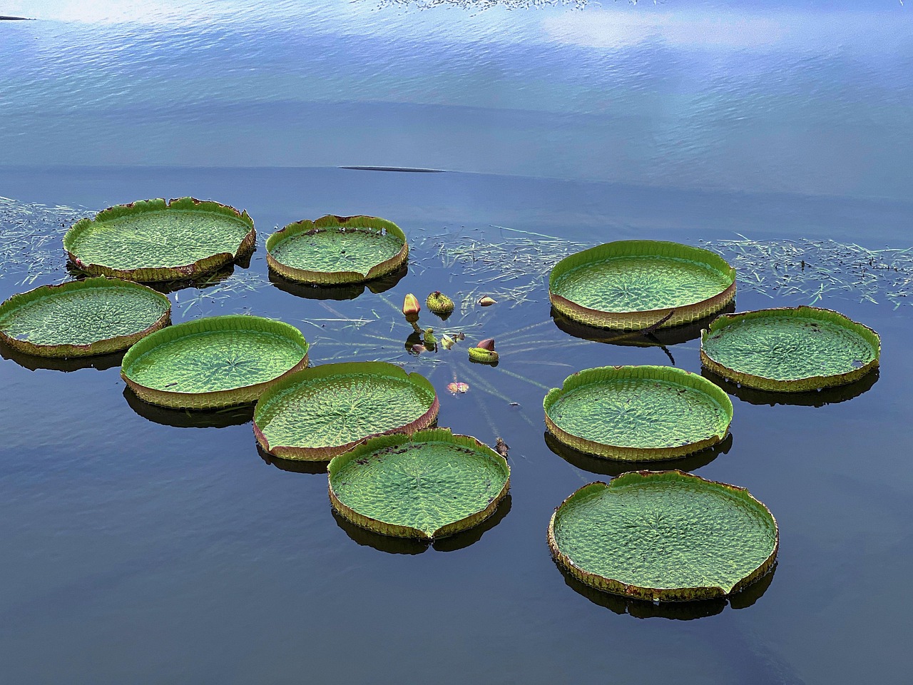 Feuille De Lotus Fleurs - Photo gratuite sur Pixabay - Pixabay