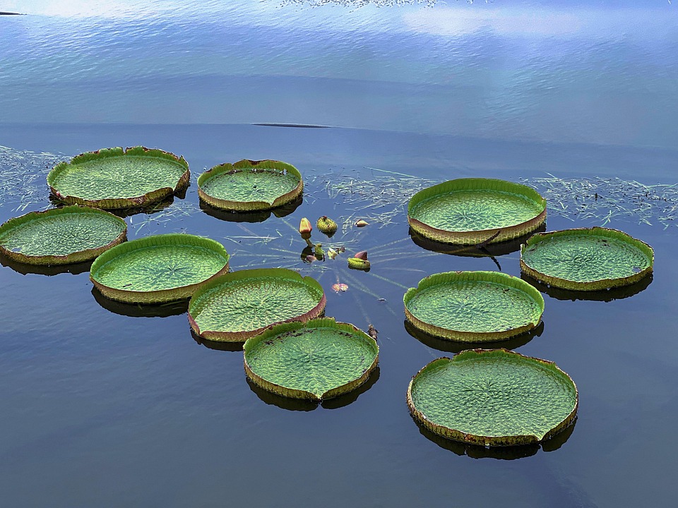 Feuille De Lotus Fleurs - Photo gratuite sur Pixabay - Pixabay