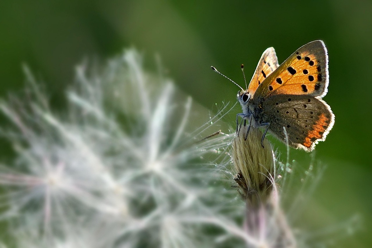 Small Fire Butterfly - Free photo on Pixabay