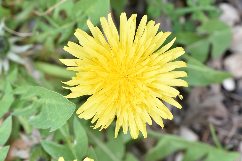 Löwenzahn Blume Pflanze - Kostenloses Foto auf Pixabay