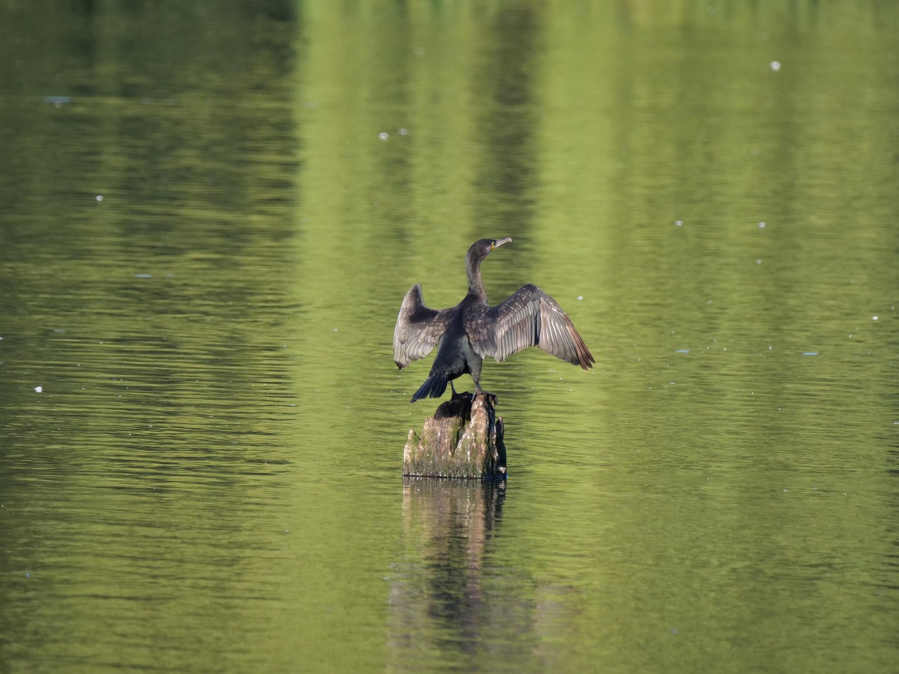 Burung Duduk Air - Foto gratis di Pixabay - Pixabay