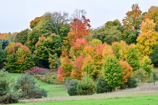 Couleurs D'Automne Feuillage - Photo gratuite sur Pixabay - Pixabay