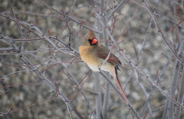 Female Cardinal - Free photo on Pixabay - Pixabay