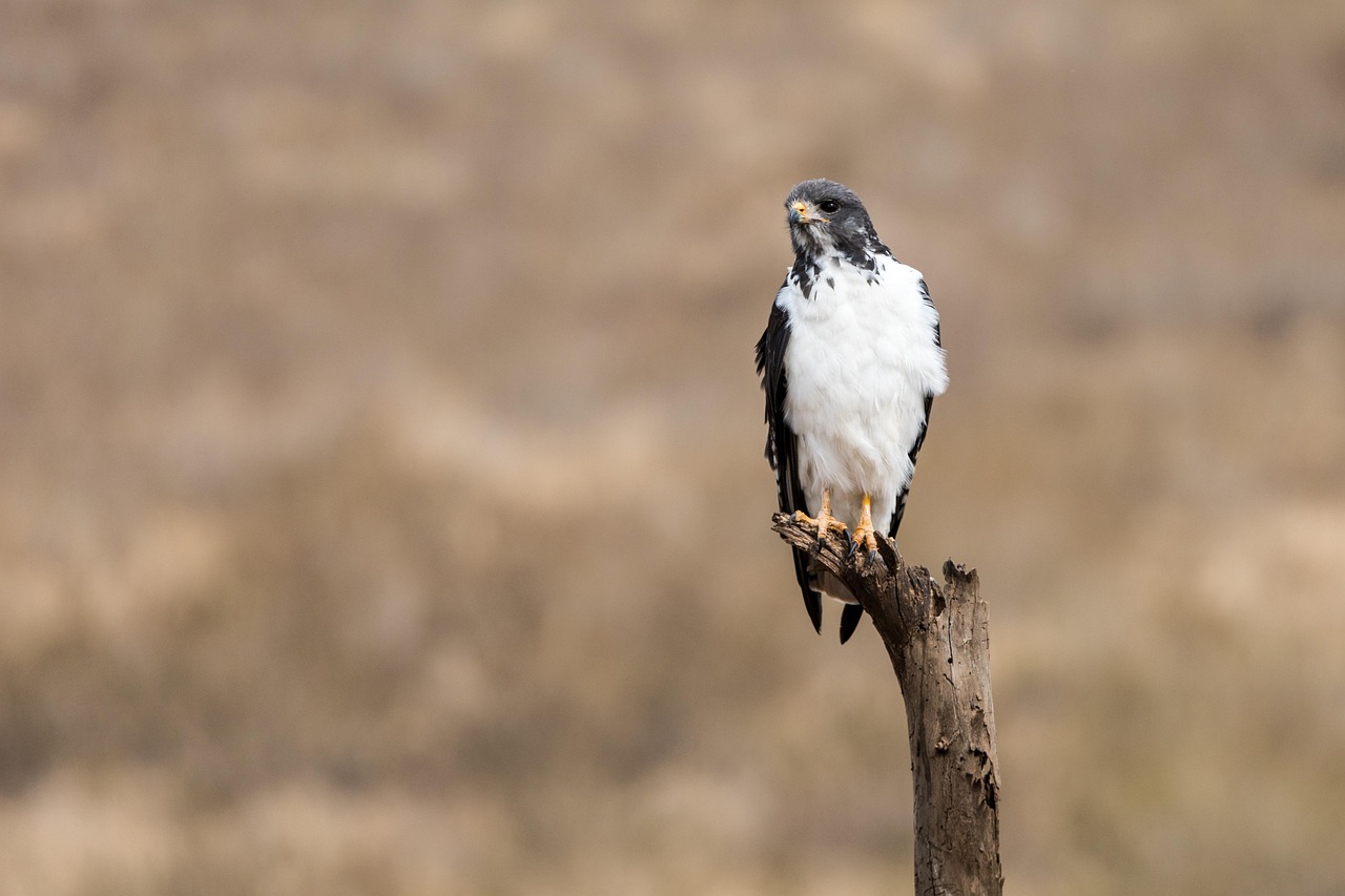 Bird Brown Cool - Free photo on Pixabay - Pixabay