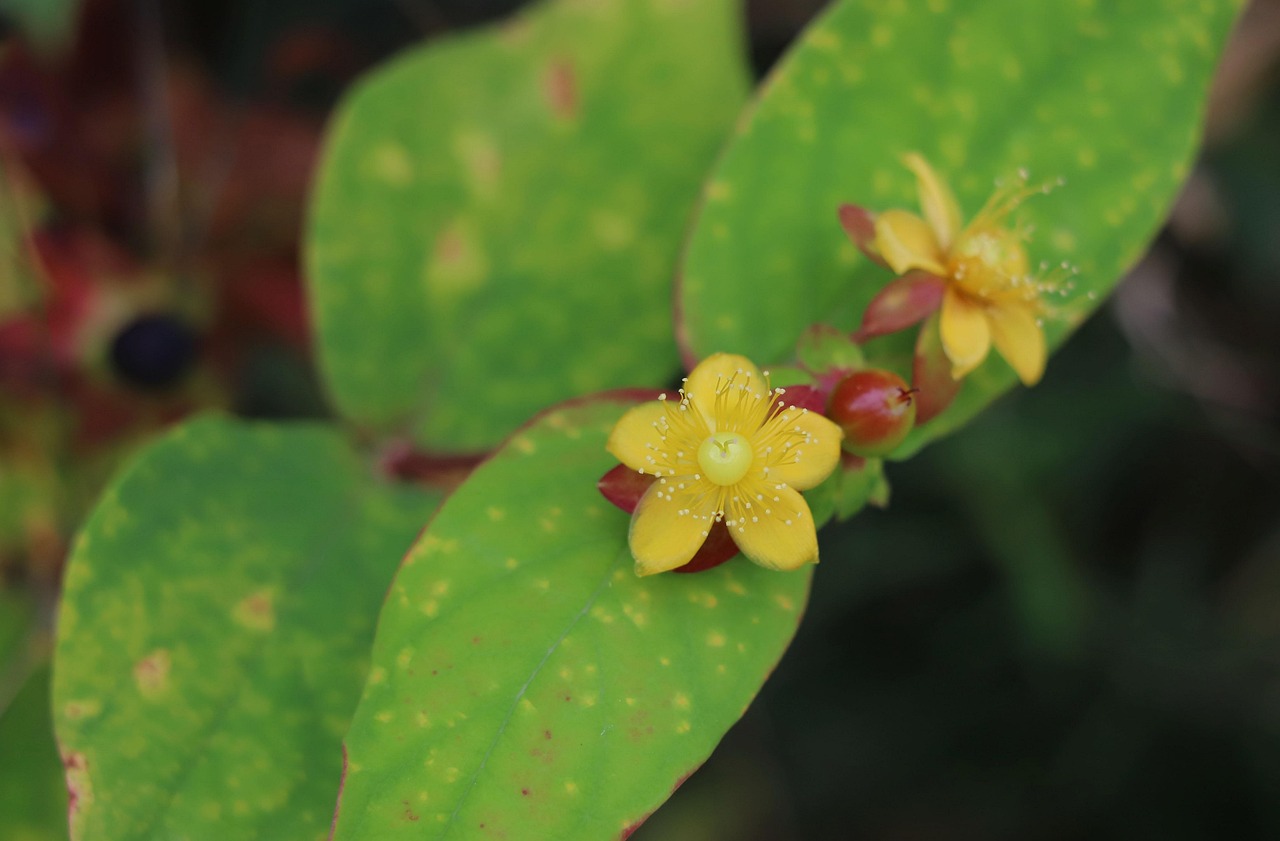 St John S Wort Hypericum Free Photo On Pixabay Pixabay