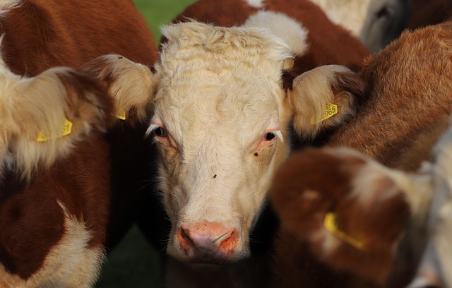 Vaches Veau Hereford - Photo gratuite sur Pixabay - Pixabay