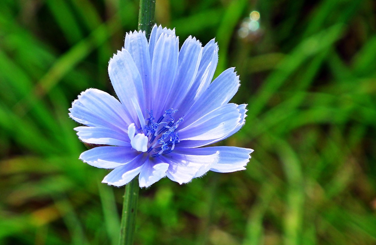 300+ Free Chicory & Beautiful Flowers Images - Pixabay