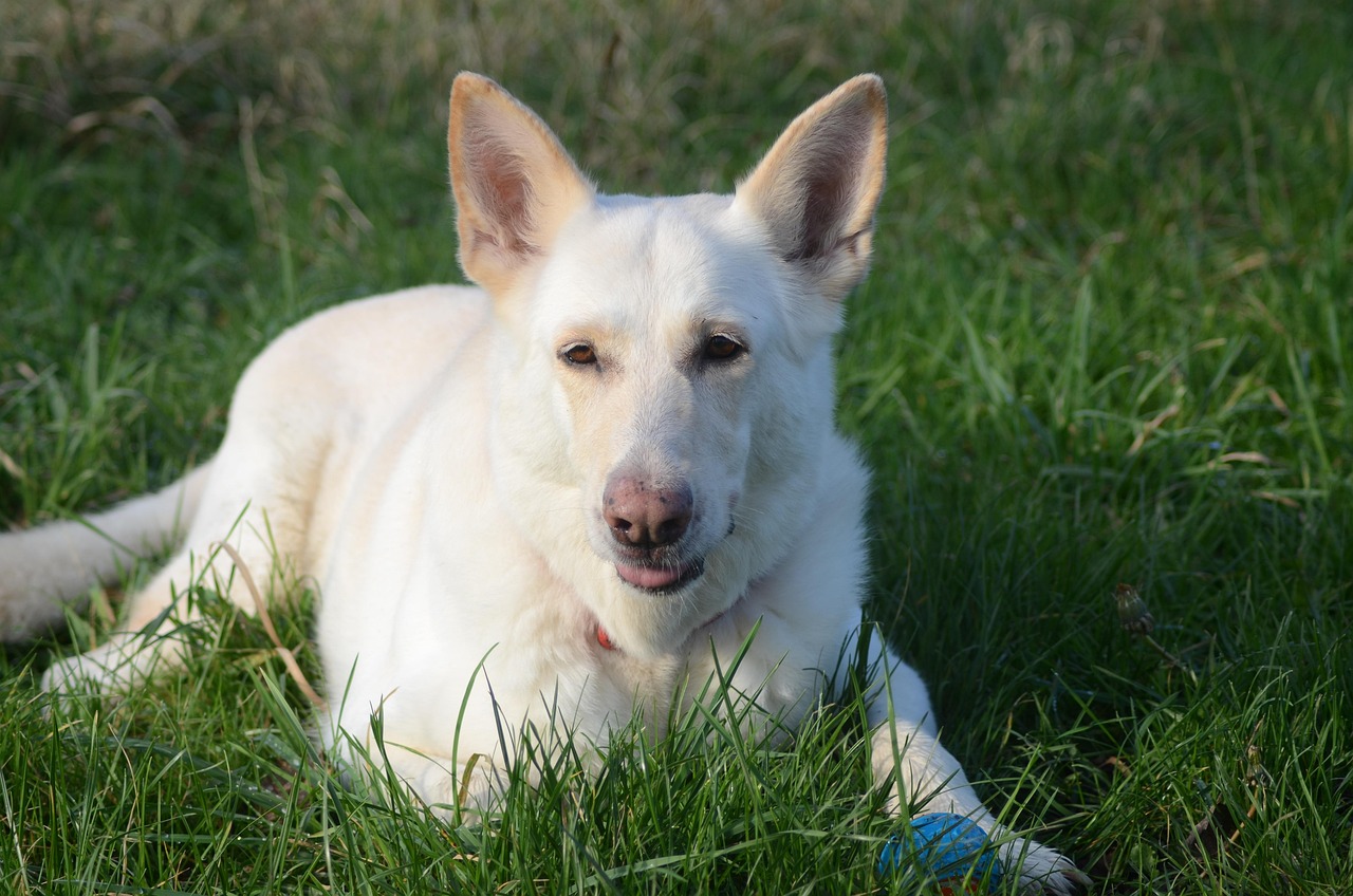 Dog Outdoors Canine - Free photo on Pixabay - Pixabay