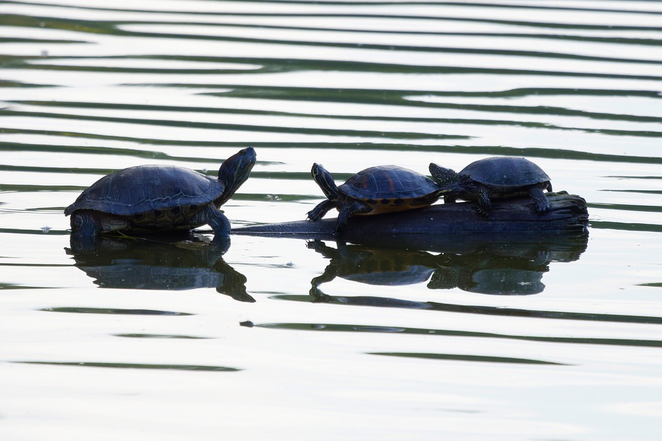 Turtles Shell Reptiles - Free photo on Pixabay - Pixabay