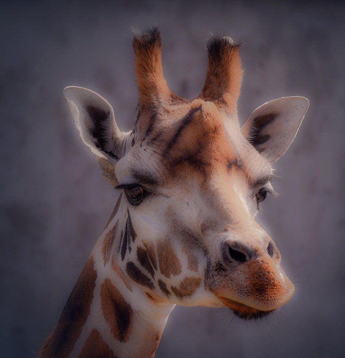 Giraffe Animals Watching - Free photo on Pixabay