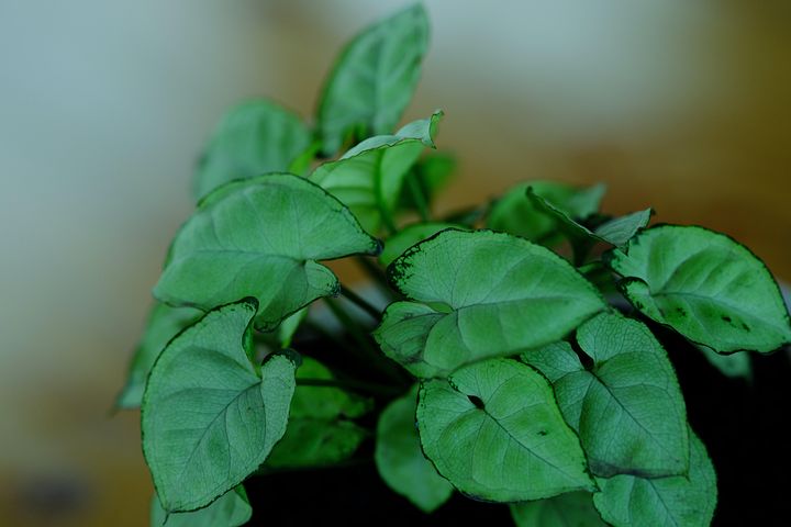 4+ Free Syngonium & Syngonium Podophyllum Images - Pixabay