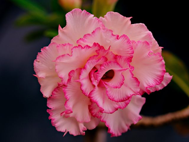 200+ Free Adenium Flower & Adenium Photos - Pixabay