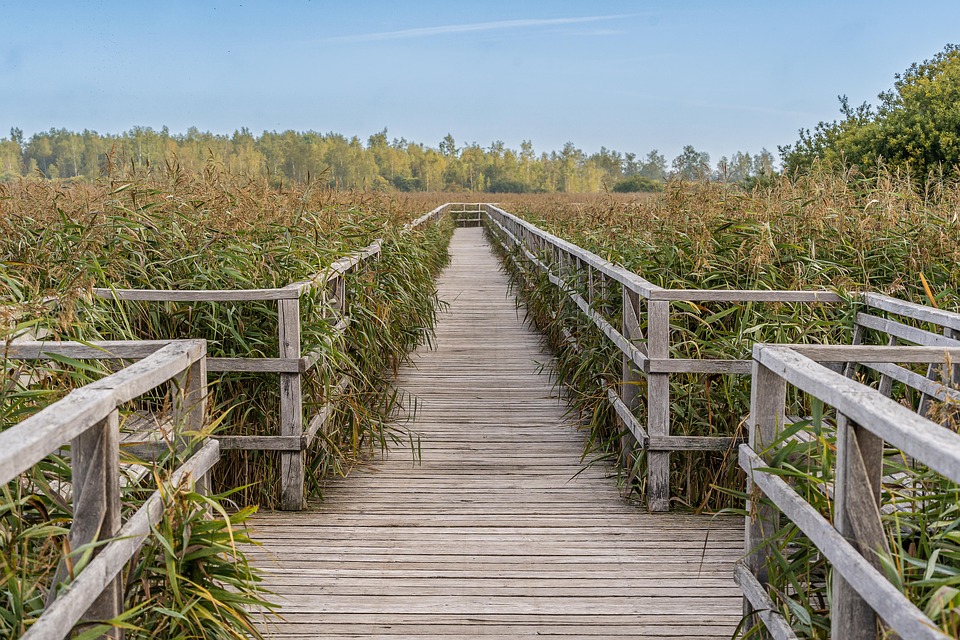 Weg Pfad Schilf - Kostenloses Foto auf Pixabay - Pixabay